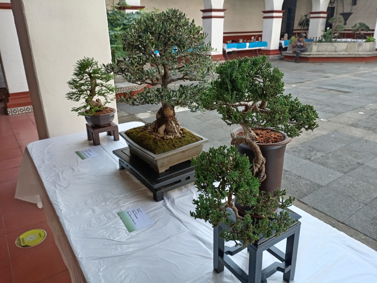Primera Expo Bonsai y Suiseki, 27 y 28 de 2024 - EmbajadasTV